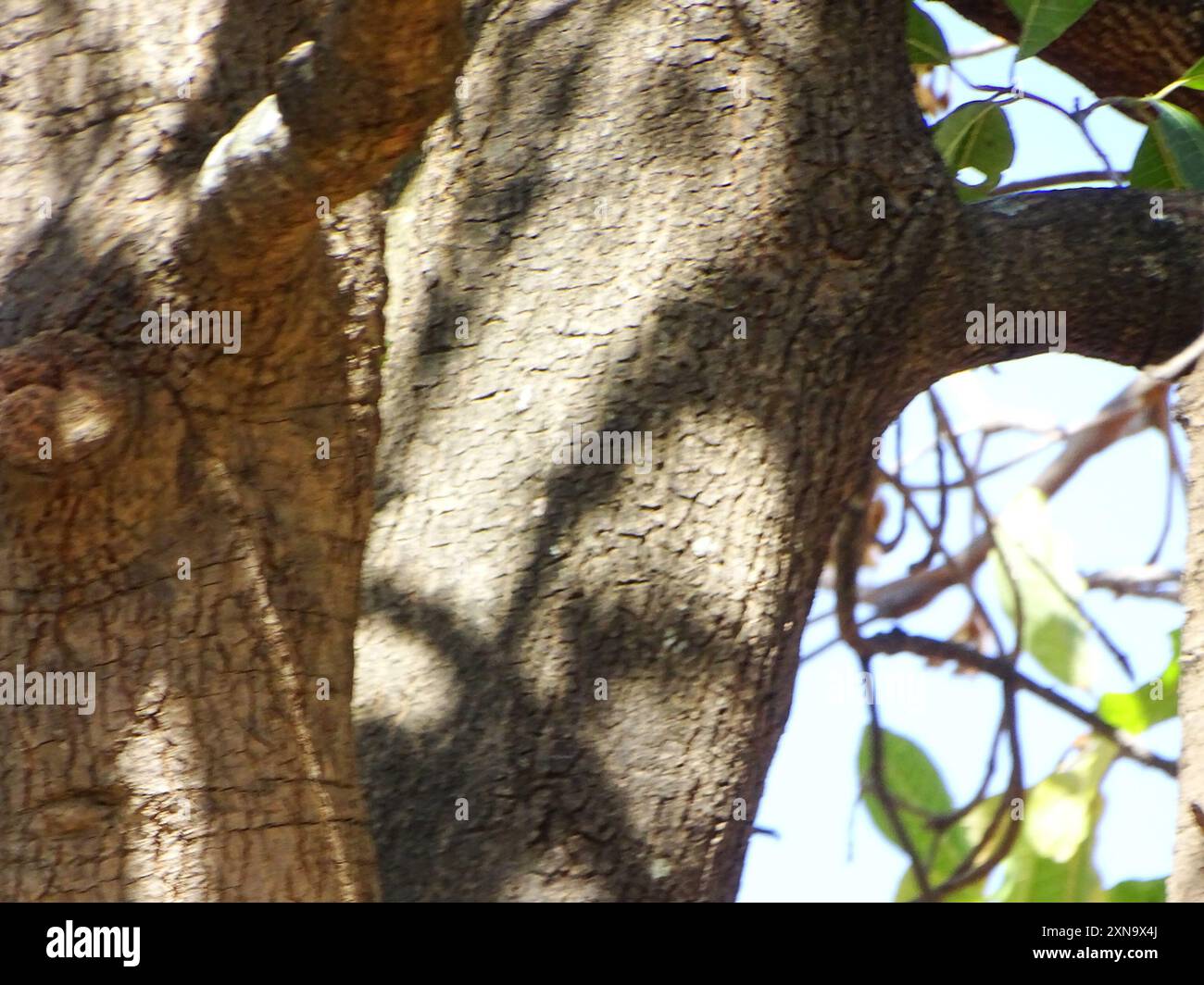 Mahua (Madhuca longifolia latifolia) Plantae Stock Photo - Alamy