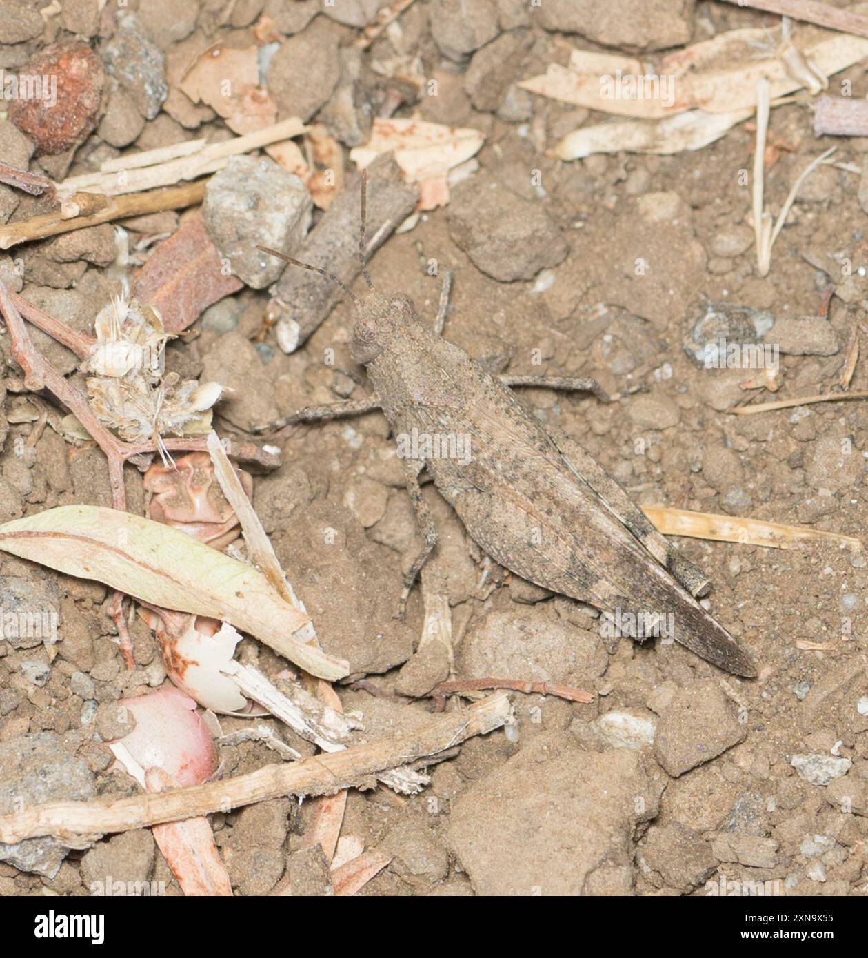 trailside grasshopper (Lactista gibbosus) Insecta Stock Photo - Alamy