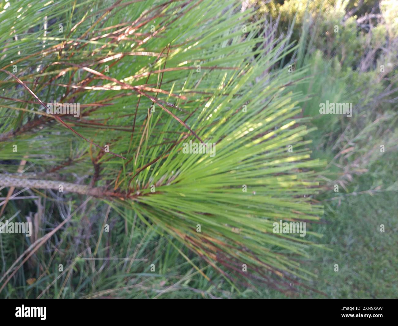 hard pines (Pinus) Plantae Stock Photo - Alamy