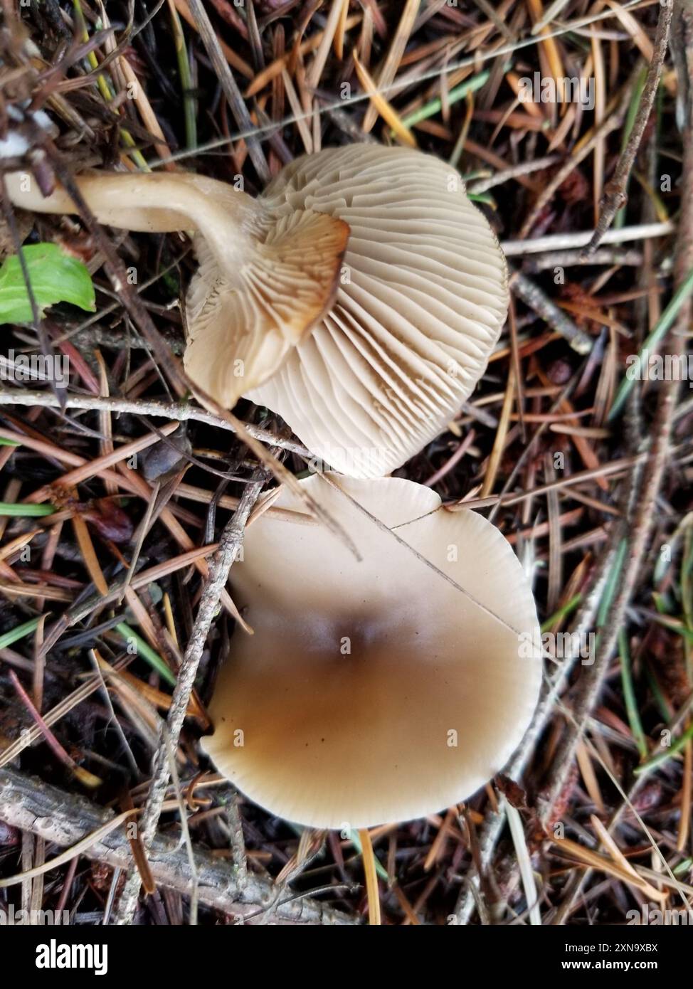 Fragrant Funnel (Clitocybe fragrans) Fungi Stock Photo - Alamy