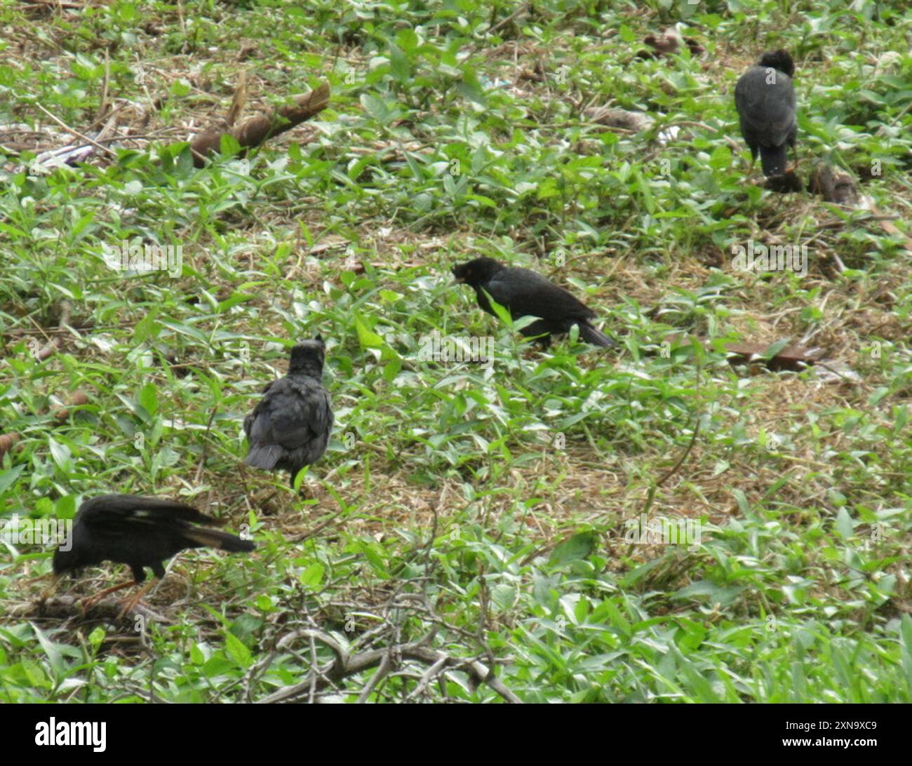 Crested Myna (Acridotheres cristatellus) Aves Stock Photo - Alamy