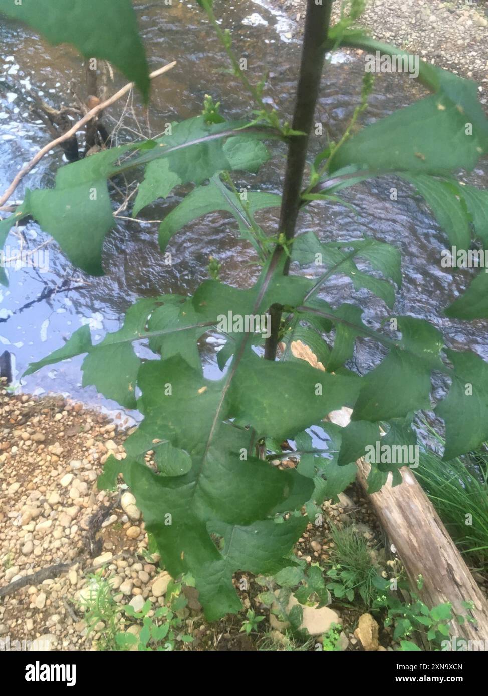 tall blue lettuce (Lactuca biennis) Plantae Stock Photo - Alamy