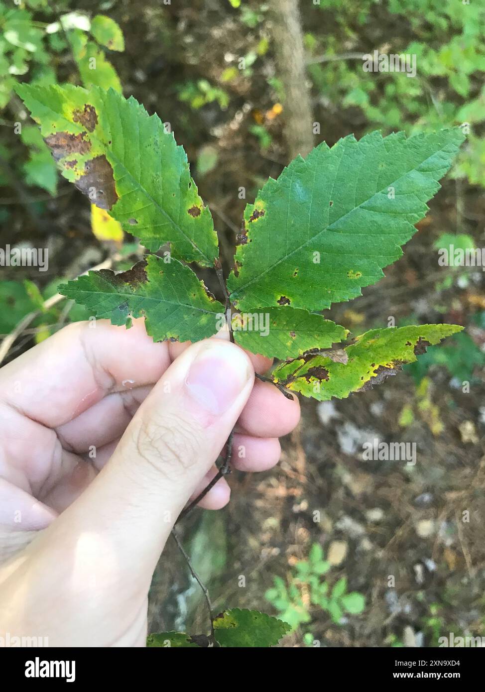 Winged Elm (Ulmus alata) Plantae Stock Photo - Alamy