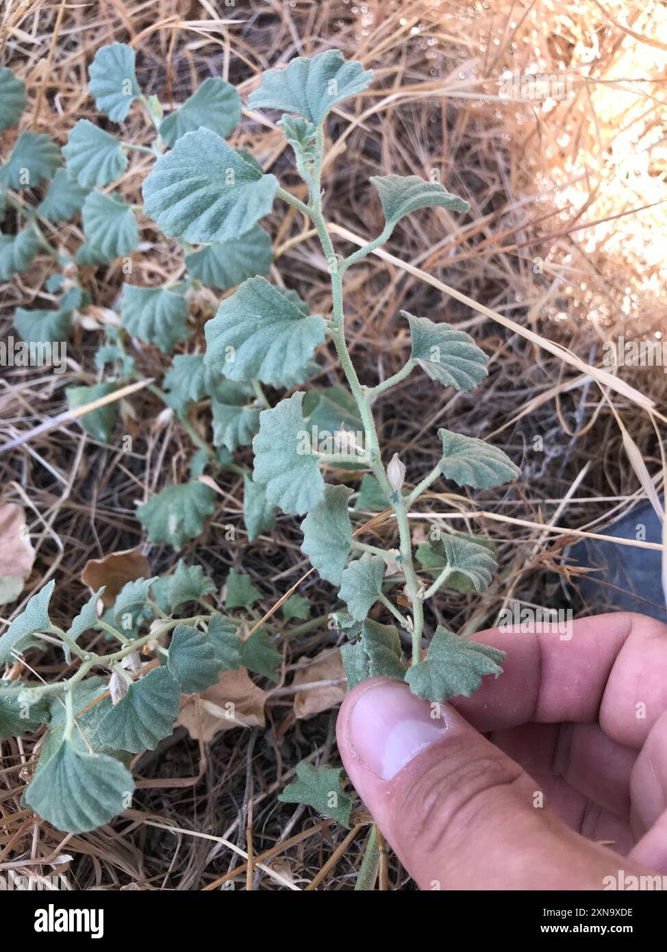 Alkali mallow malvella leprosa hi-res stock photography and images - Alamy