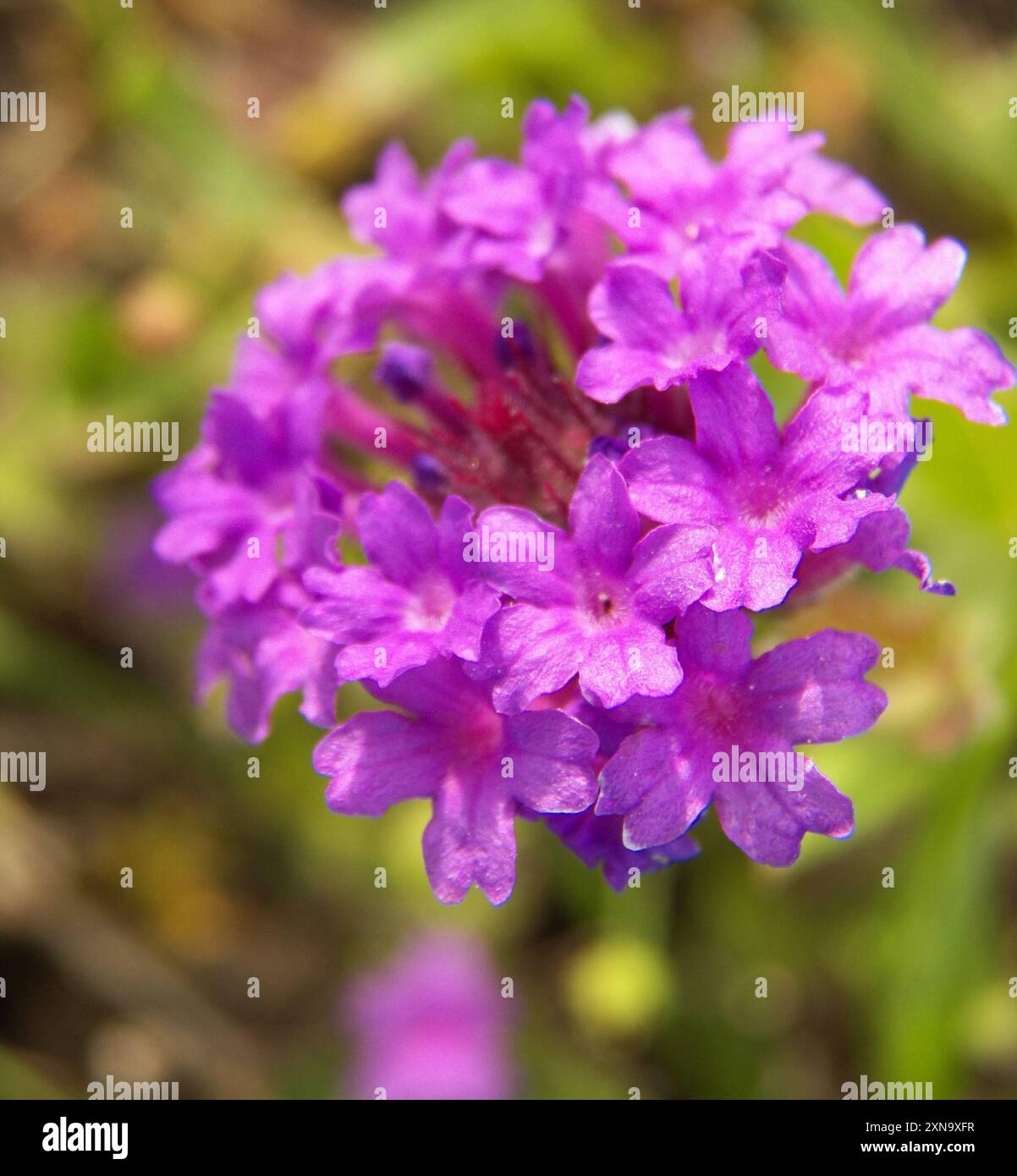 Slender Vervain (Verbena rigida) Plantae Stock Photo - Alamy