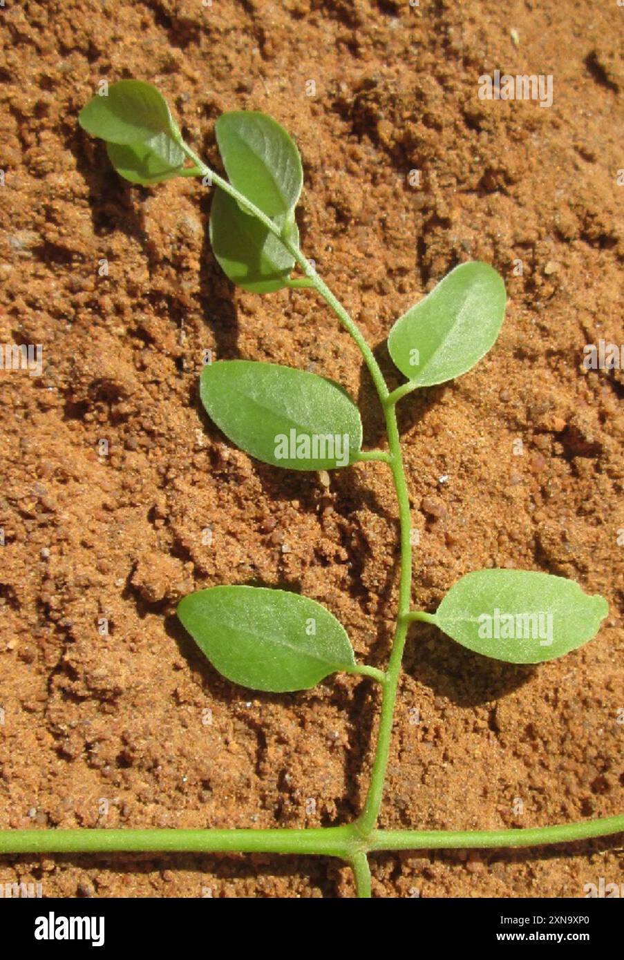 wild syringa (Burkea africana) Plantae Stock Photo - Alamy