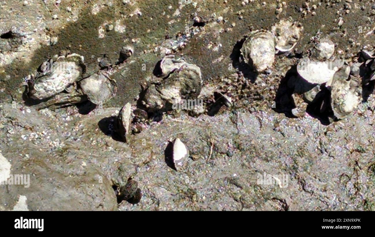 Eastern Oyster (Crassostrea virginica) Mollusca Stock Photo - Alamy