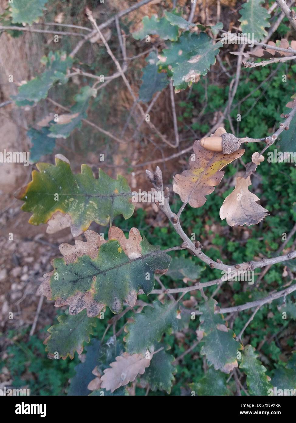 downy oak (Quercus pubescens) Plantae Stock Photo - Alamy