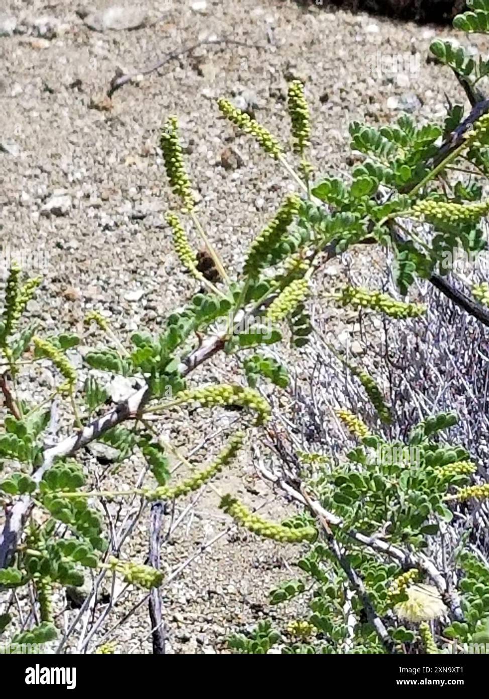 Catclaw Acacia (Senegalia greggii) Plantae Stock Photo - Alamy