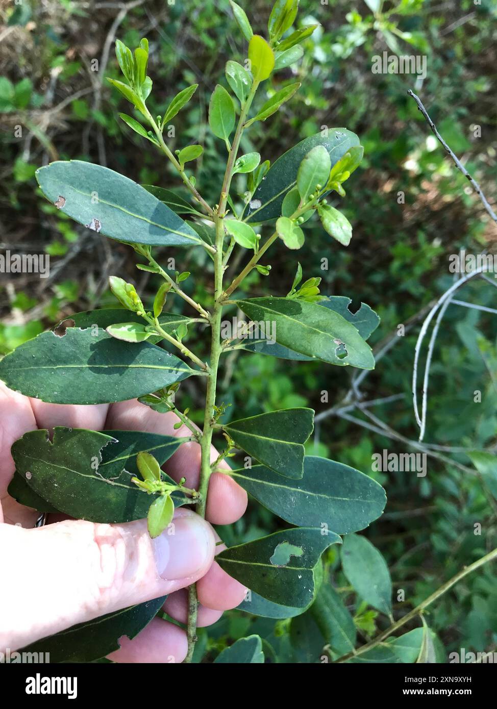 gallberry (Ilex glabra) Plantae Stock Photo - Alamy