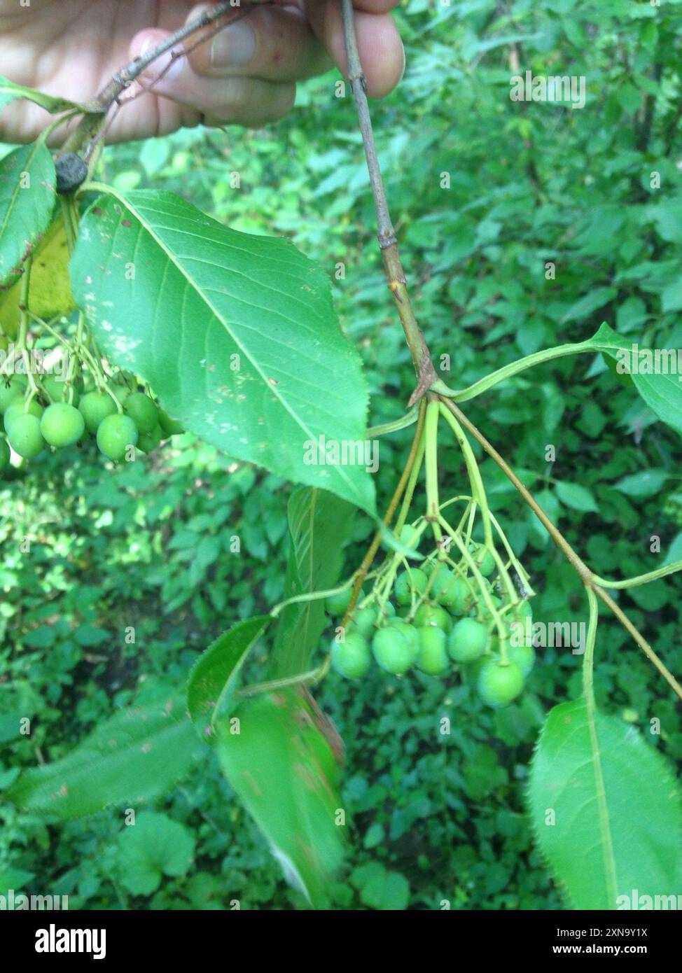 nannyberry (Viburnum lentago) Plantae Stock Photo - Alamy