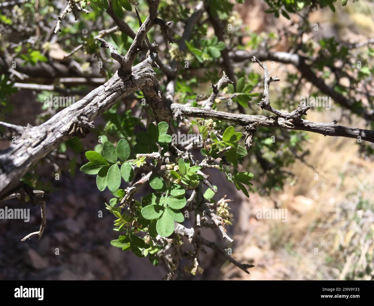 little leaf sumac (Rhus microphylla) Plantae Stock Photo - Alamy
