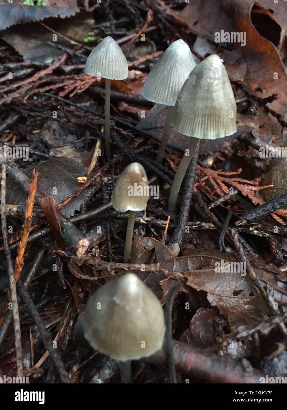 common bonnet (Mycena galericulata) Fungi Stock Photo - Alamy