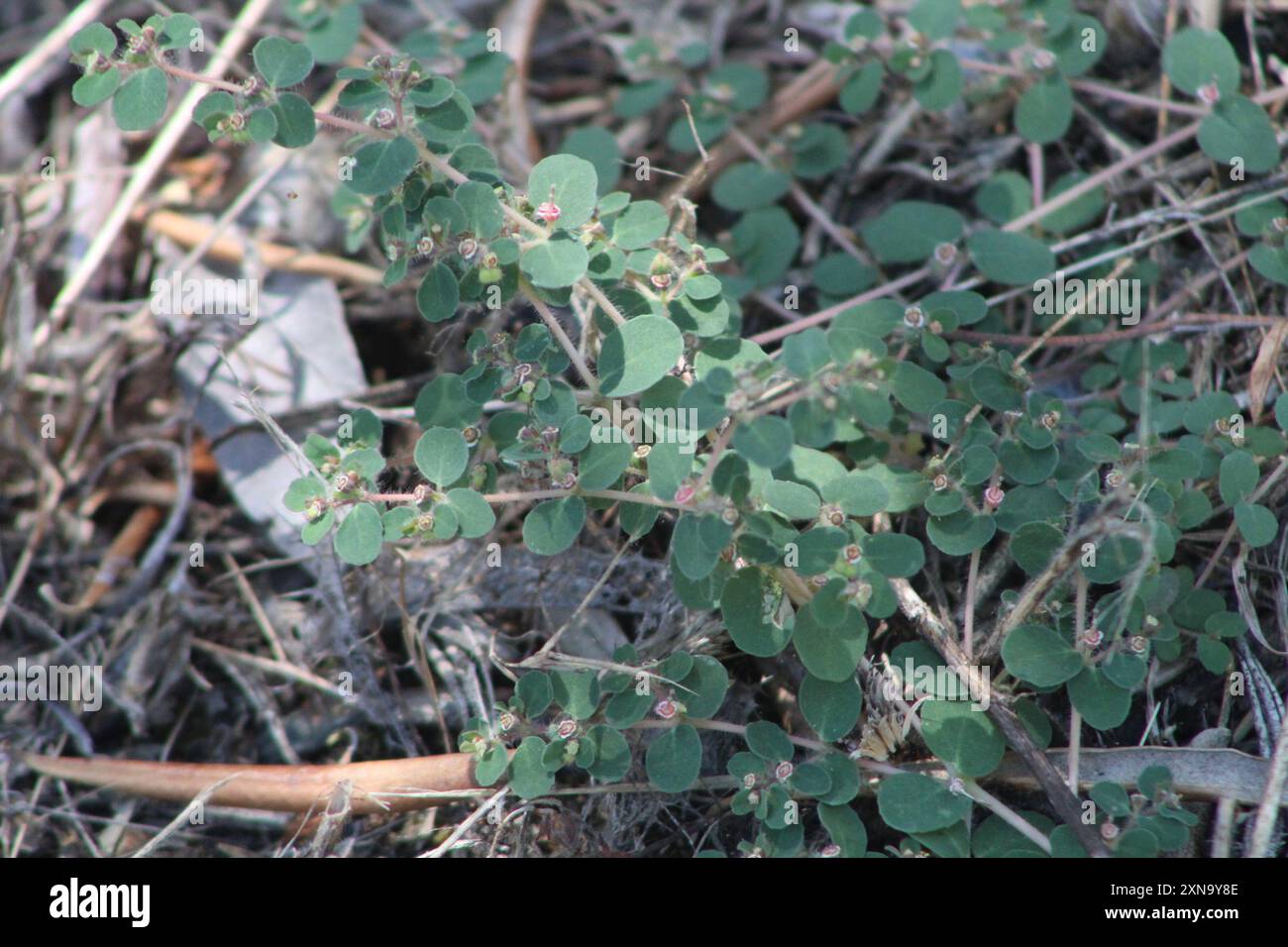 prostrate spurge (Euphorbia chamaesyce) Plantae Stock Photo - Alamy