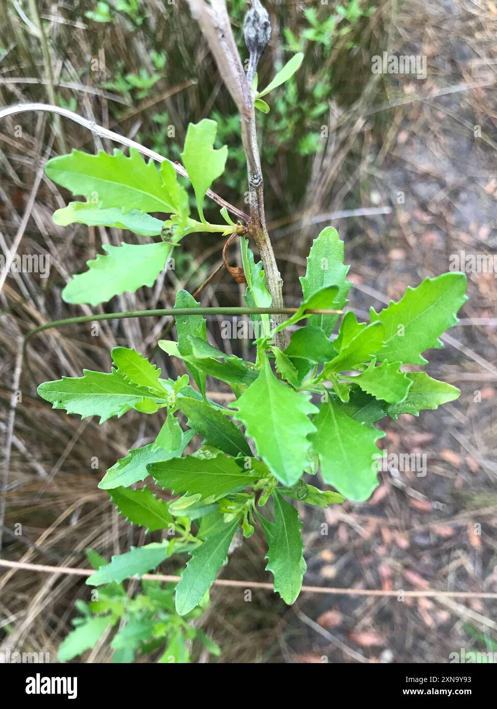 groundsel tree (Baccharis halimifolia) Plantae Stock Photo - Alamy