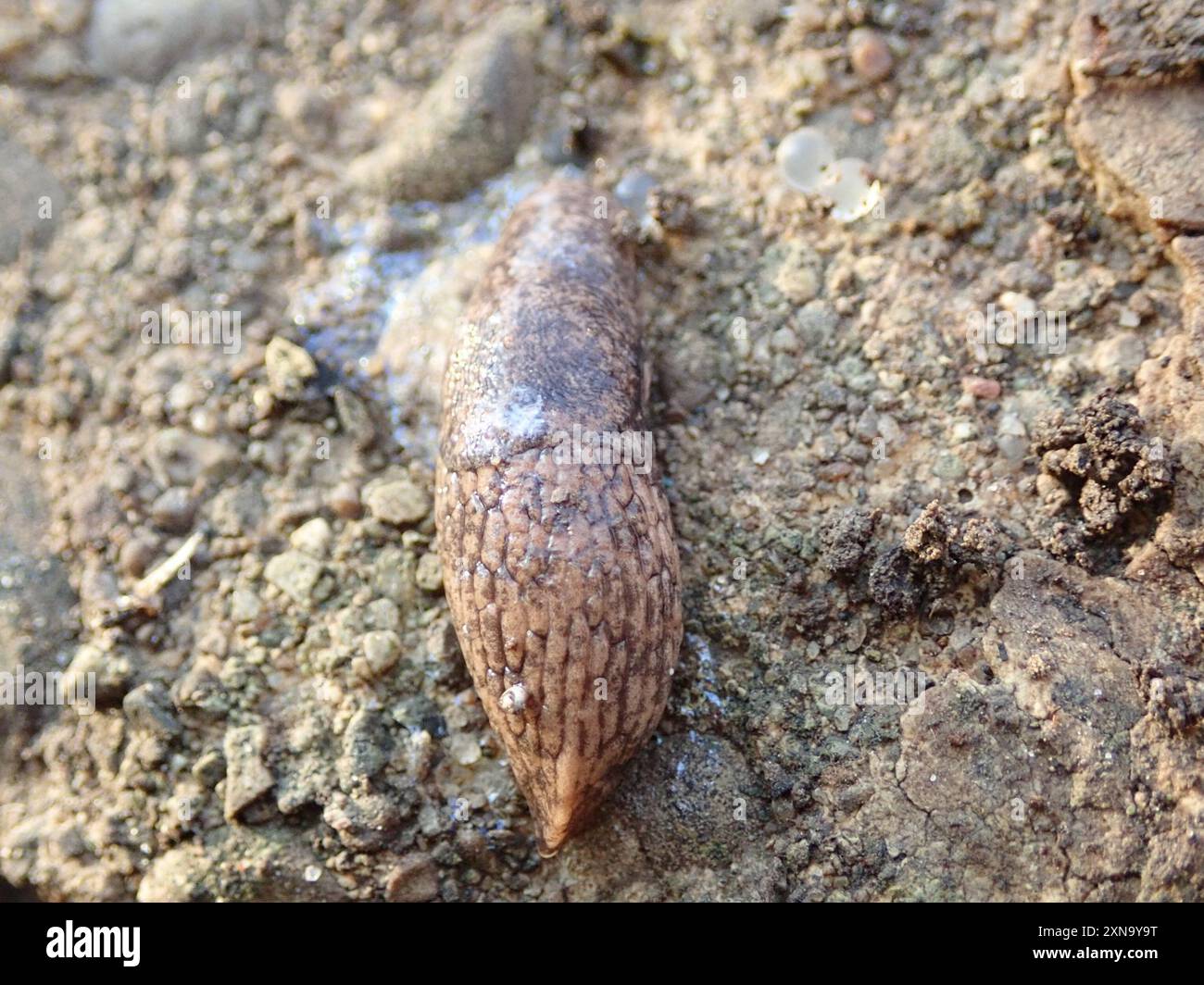 Milky Slug (Deroceras reticulatum) Mollusca Stock Photo - Alamy