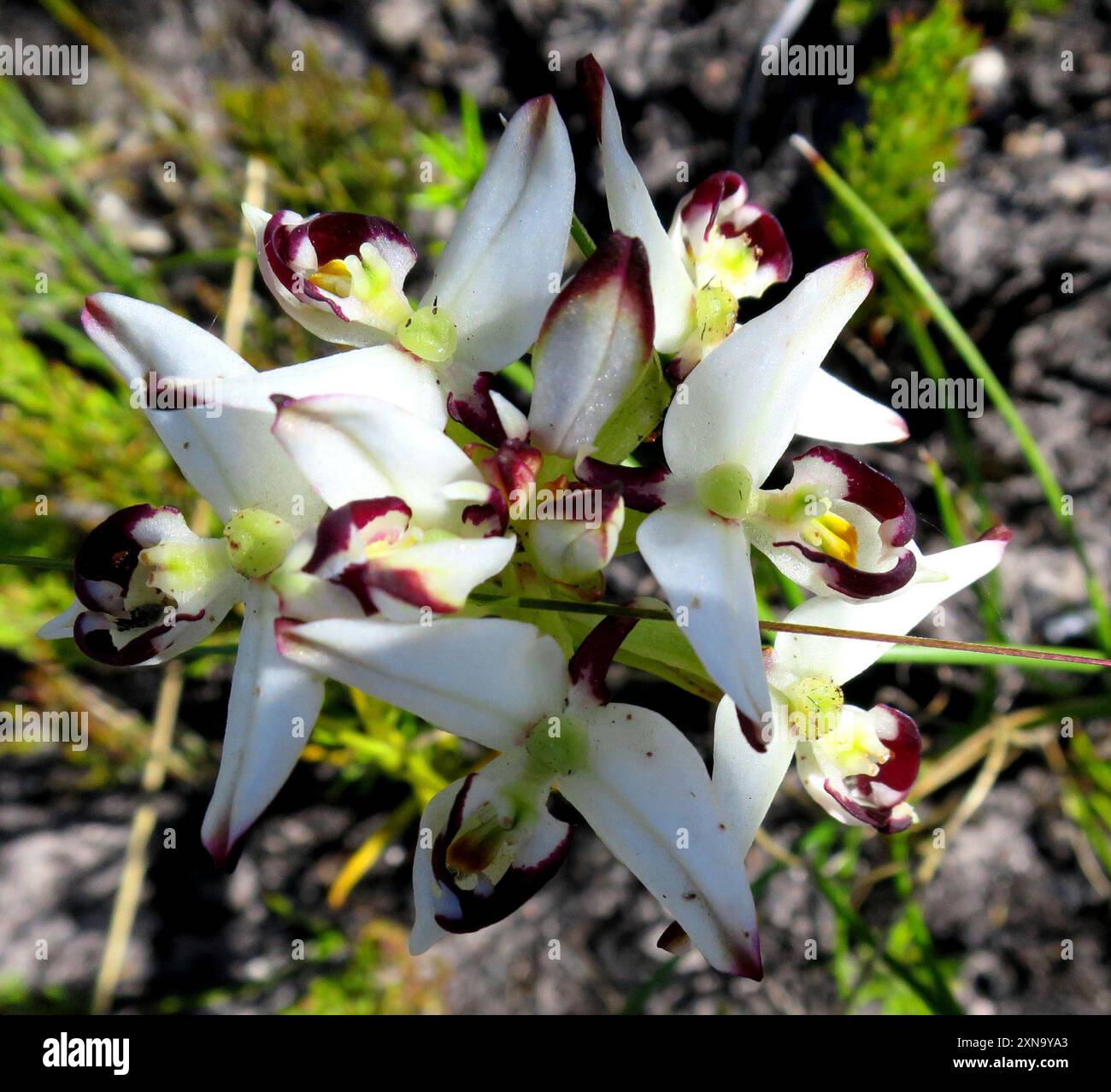 Blacktrim Disa (Disa bivalvata) Plantae Stock Photo - Alamy