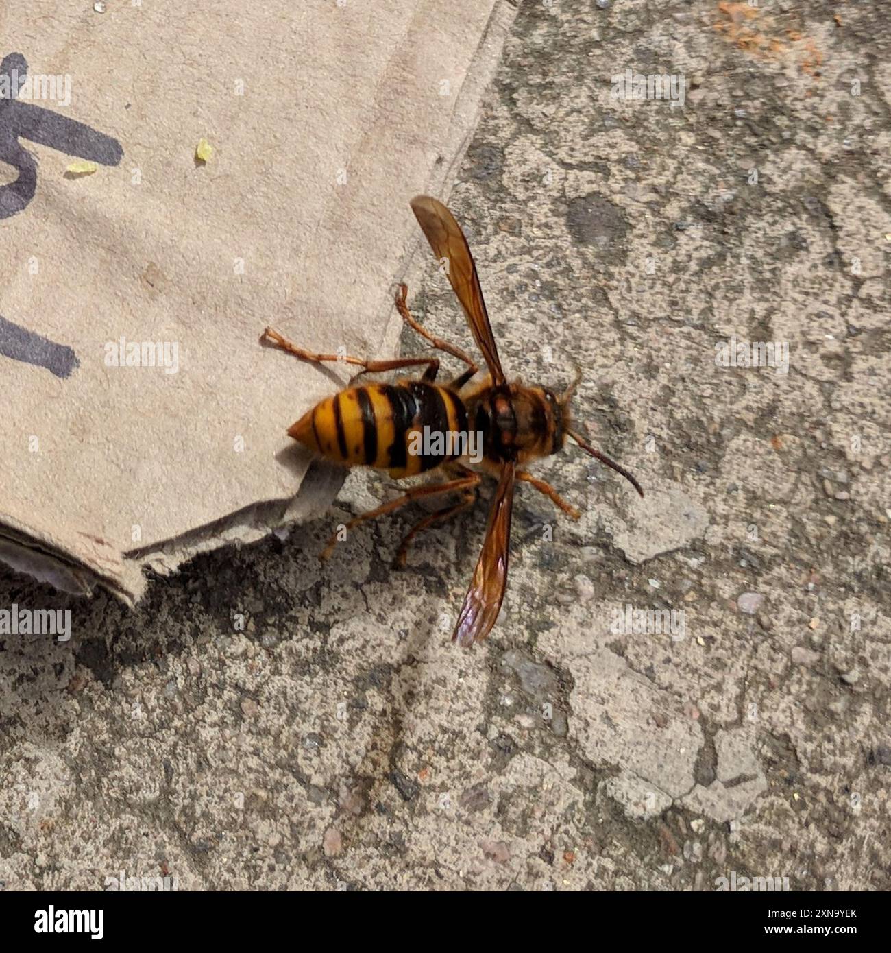 Hairy Yellow Hornet (Vespa simillima simillima) Insecta Stock Photo - Alamy