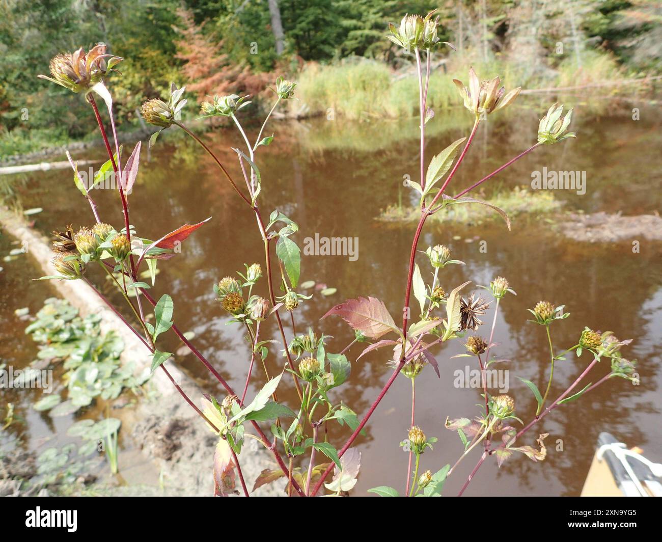 Devil's Beggarticks (Bidens frondosa) Plantae Stock Photo - Alamy