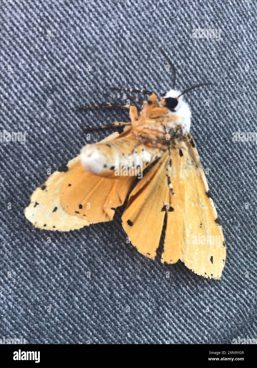 Salt Marsh Moth (Estigmene acrea) Insecta Stock Photo - Alamy