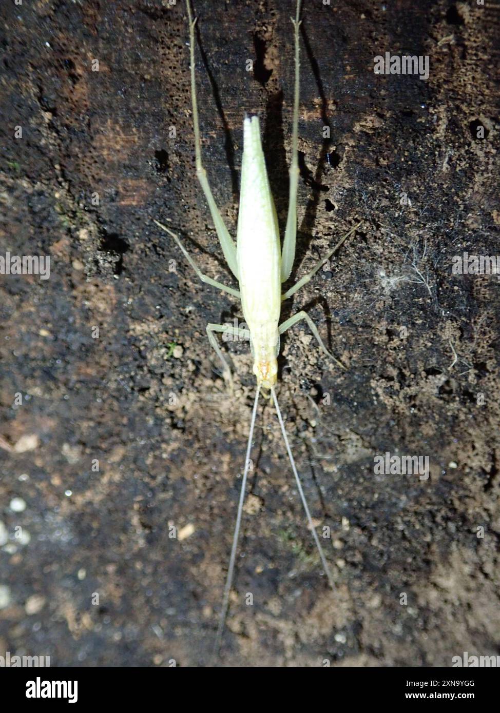 Common Tree Crickets (Oecanthus) Insecta Stock Photo - Alamy