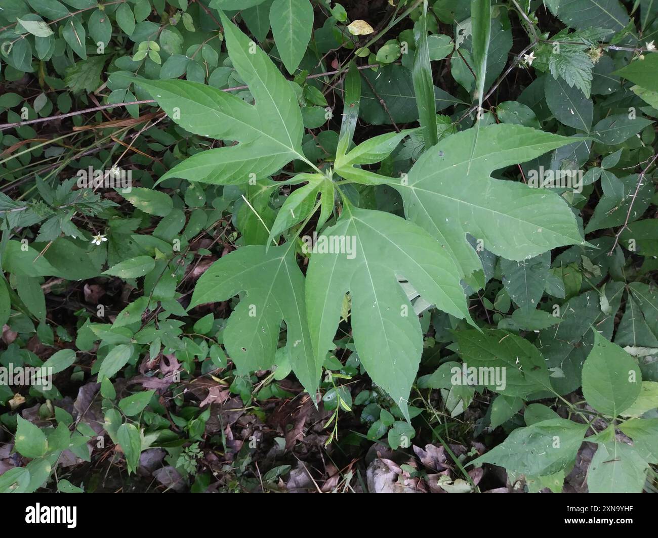giant ragweed (Ambrosia trifida) Plantae Stock Photo - Alamy