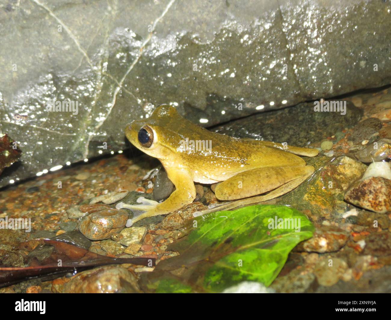 Drab Tree Frog (Smilisca sordida) Amphibia Stock Photo - Alamy