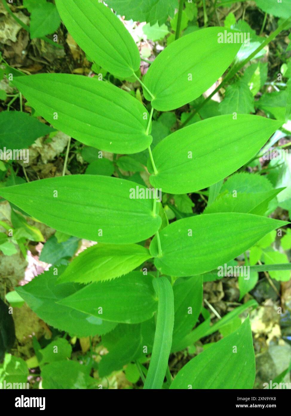 white twisted-stalk (Streptopus amplexifolius) Plantae Stock Photo - Alamy