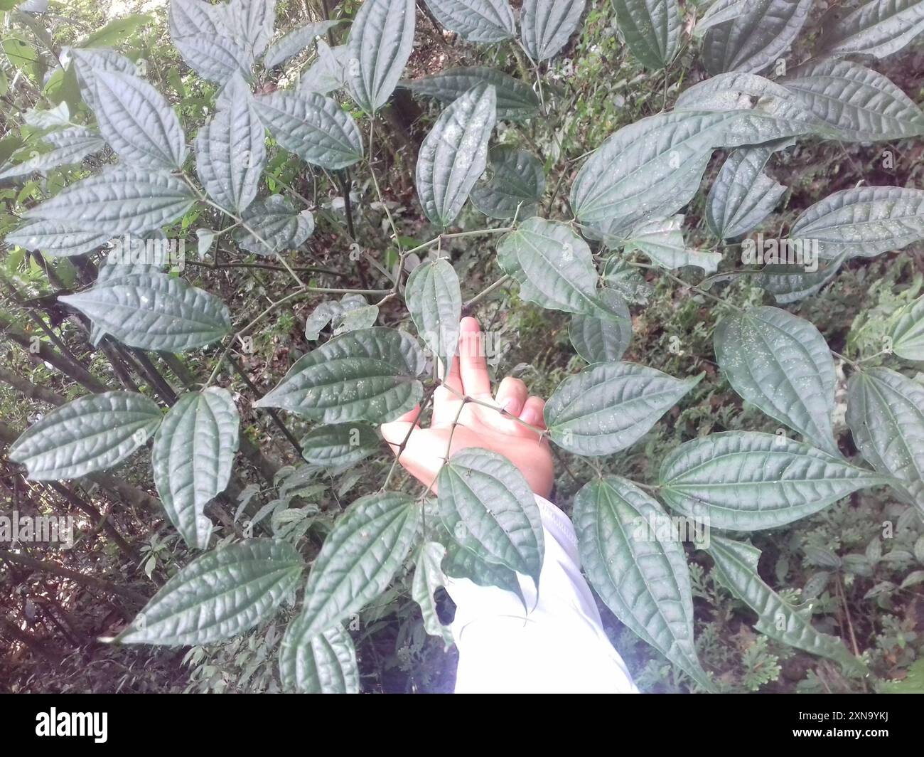 pepper plants (Piper) Plantae Stock Photo - Alamy