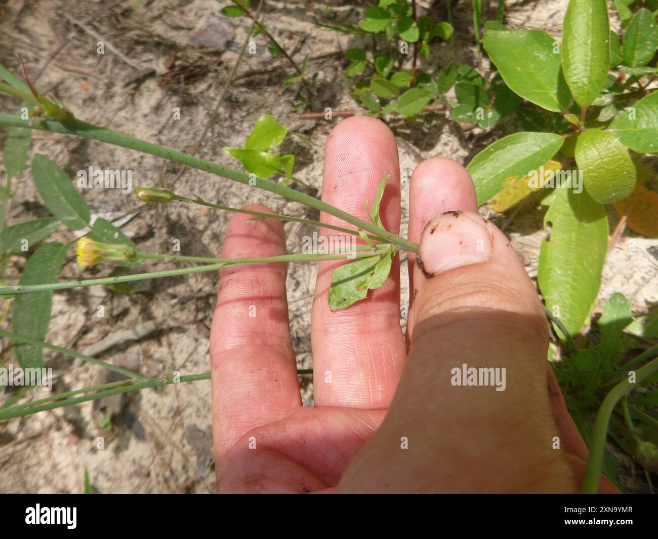 Smooth Cat's Ear (Hypochaeris glabra) Plantae Stock Photo - Alamy