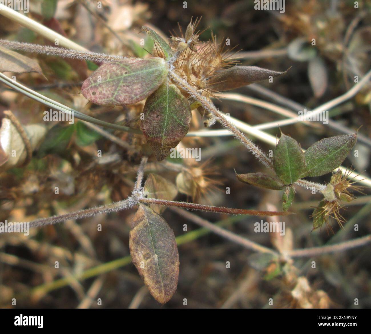 Surprise Packet (Blepharis maderaspatensis) Plantae Stock Photo - Alamy