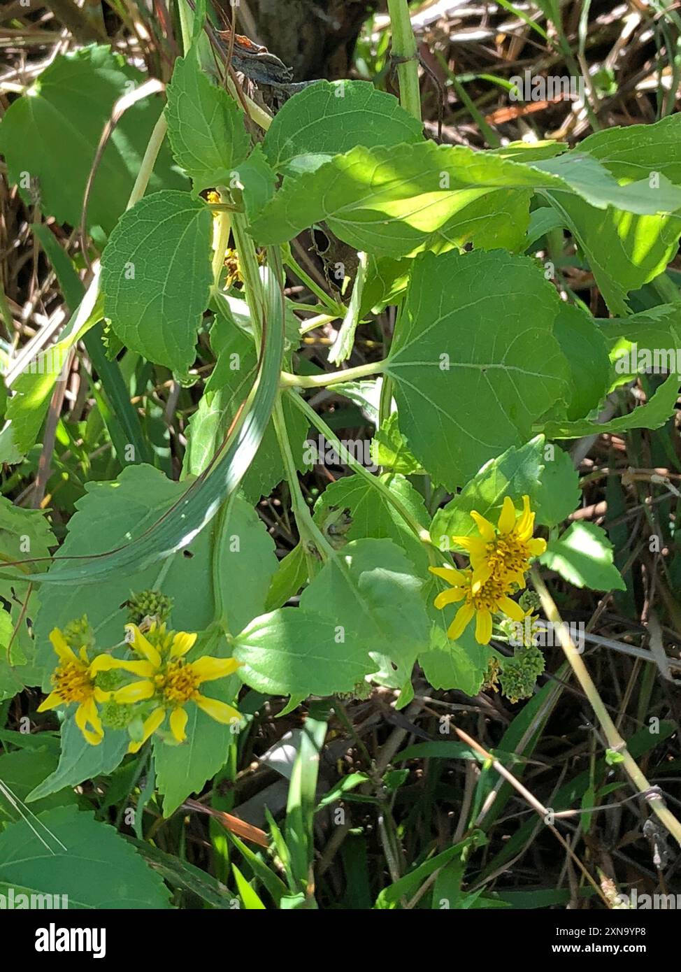 sea daisy (Wollastonia biflora) Plantae Stock Photo - Alamy
