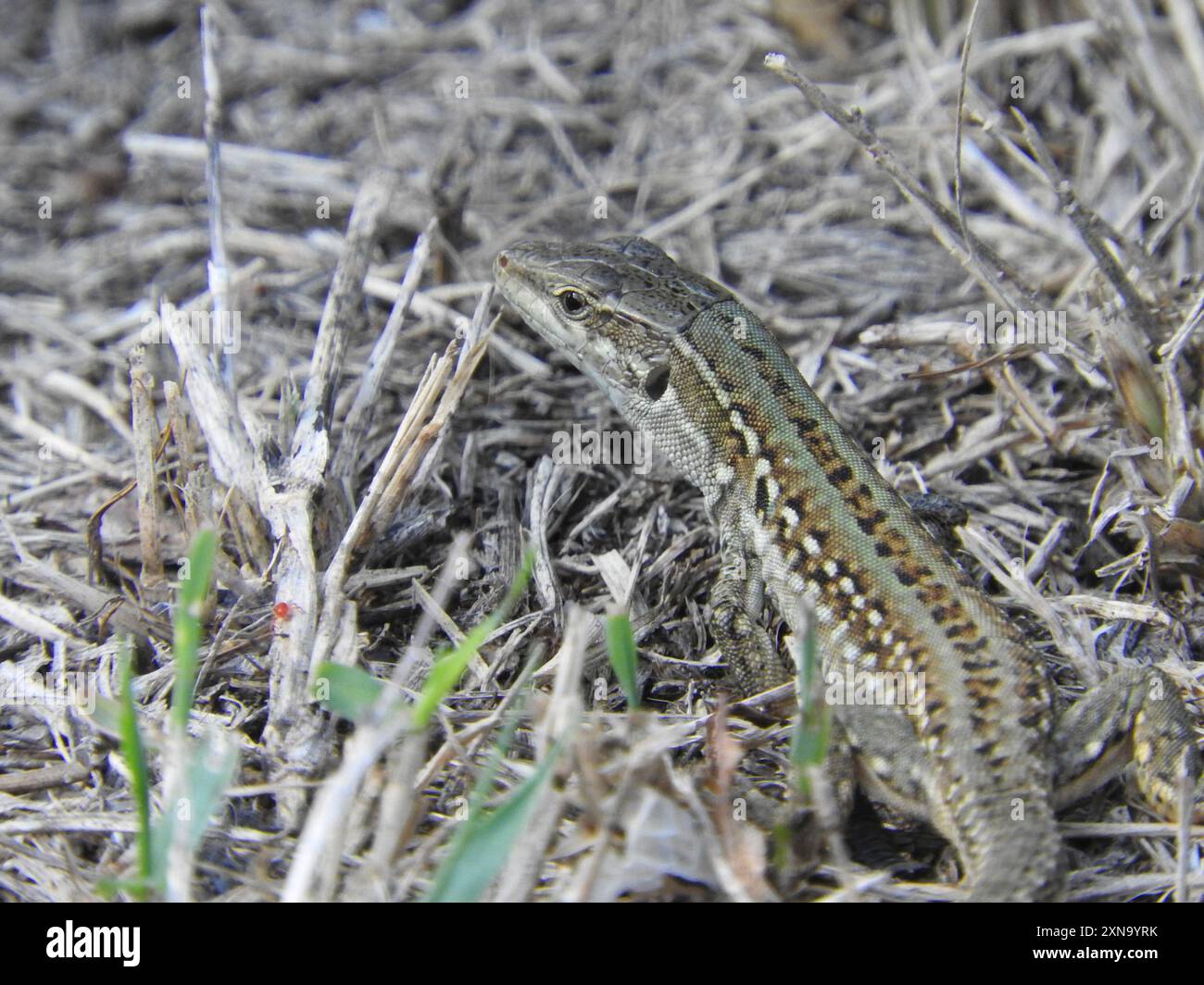 Italian Wall Lizard (Podarcis siculus) Reptilia Stock Photo - Alamy