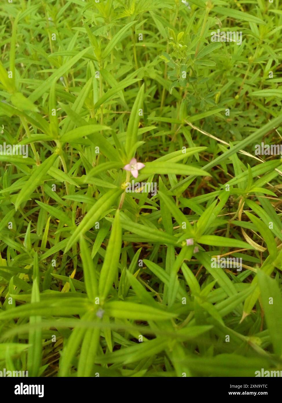 rough buttonweed (Hexasepalum teres) Plantae Stock Photo - Alamy