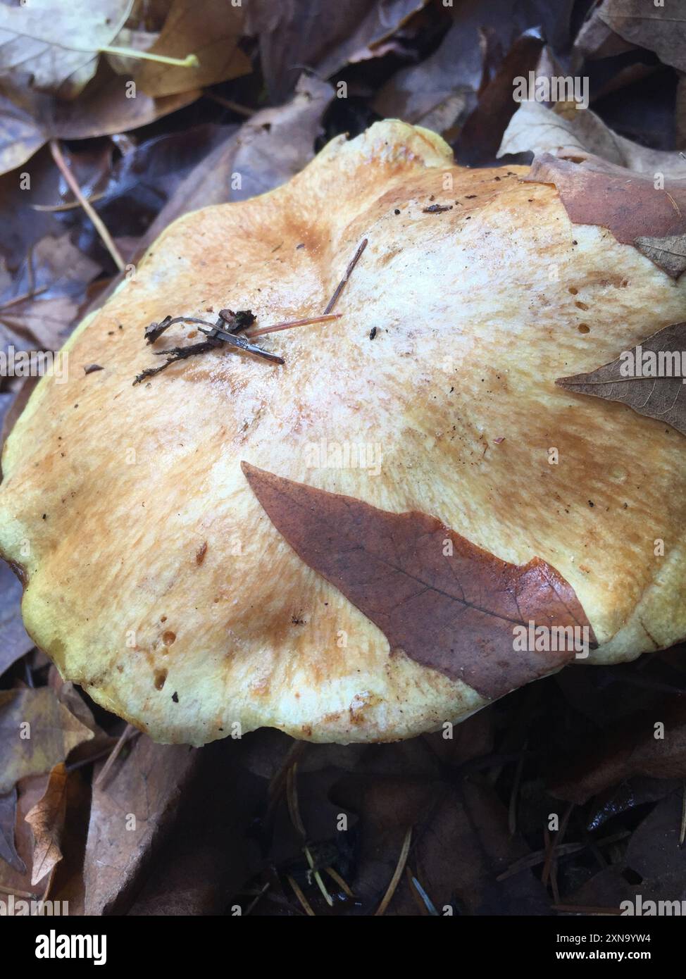 Slippery Jacks (Suillus) Fungi Stock Photo - Alamy