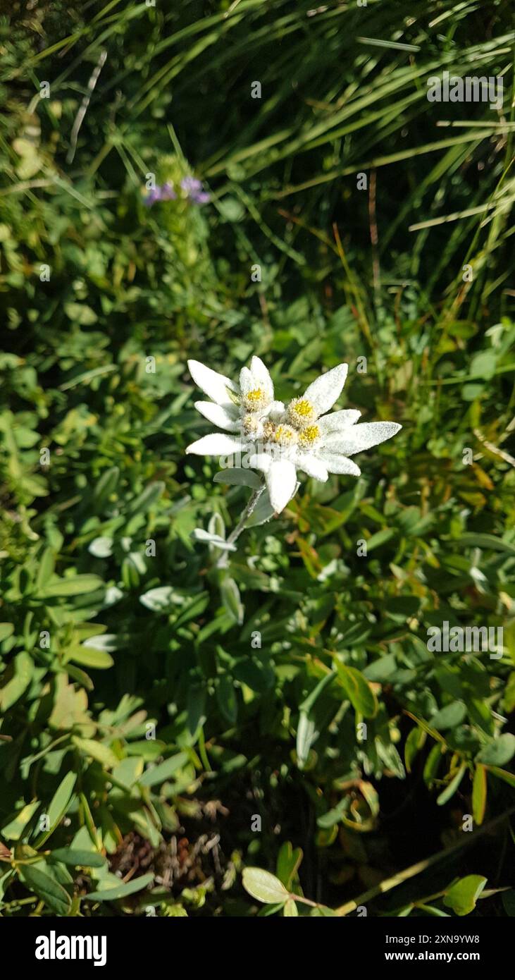 Alpine Edelweiss (Leontopodium nivale alpinum) Plantae Stock Photo - Alamy