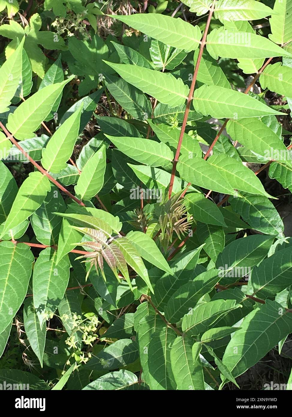 tree-of-heaven (Ailanthus altissima) Plantae Stock Photo - Alamy