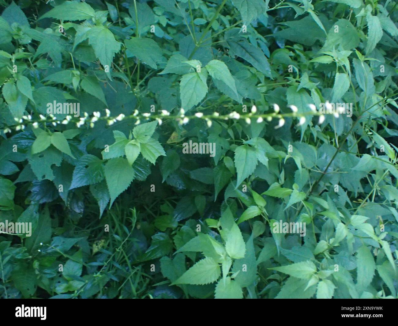 American jumpseed (Persicaria virginiana) Plantae Stock Photo - Alamy