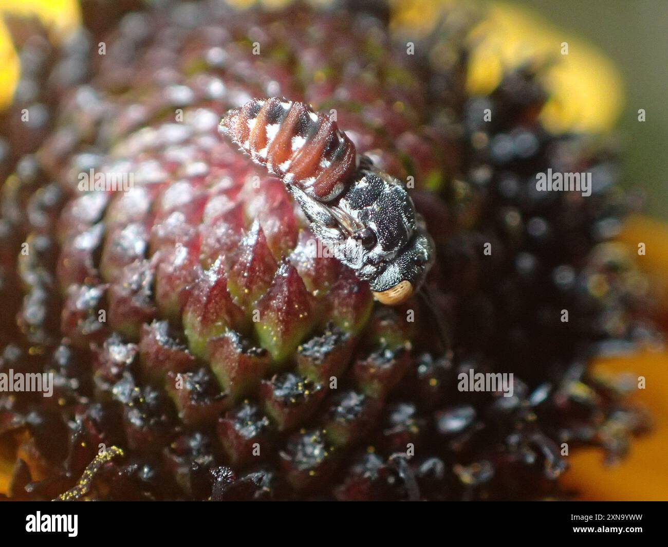 Calliopsis Cuckoo Nomad Bee (Holcopasites calliopsidis) Insecta Stock ...
