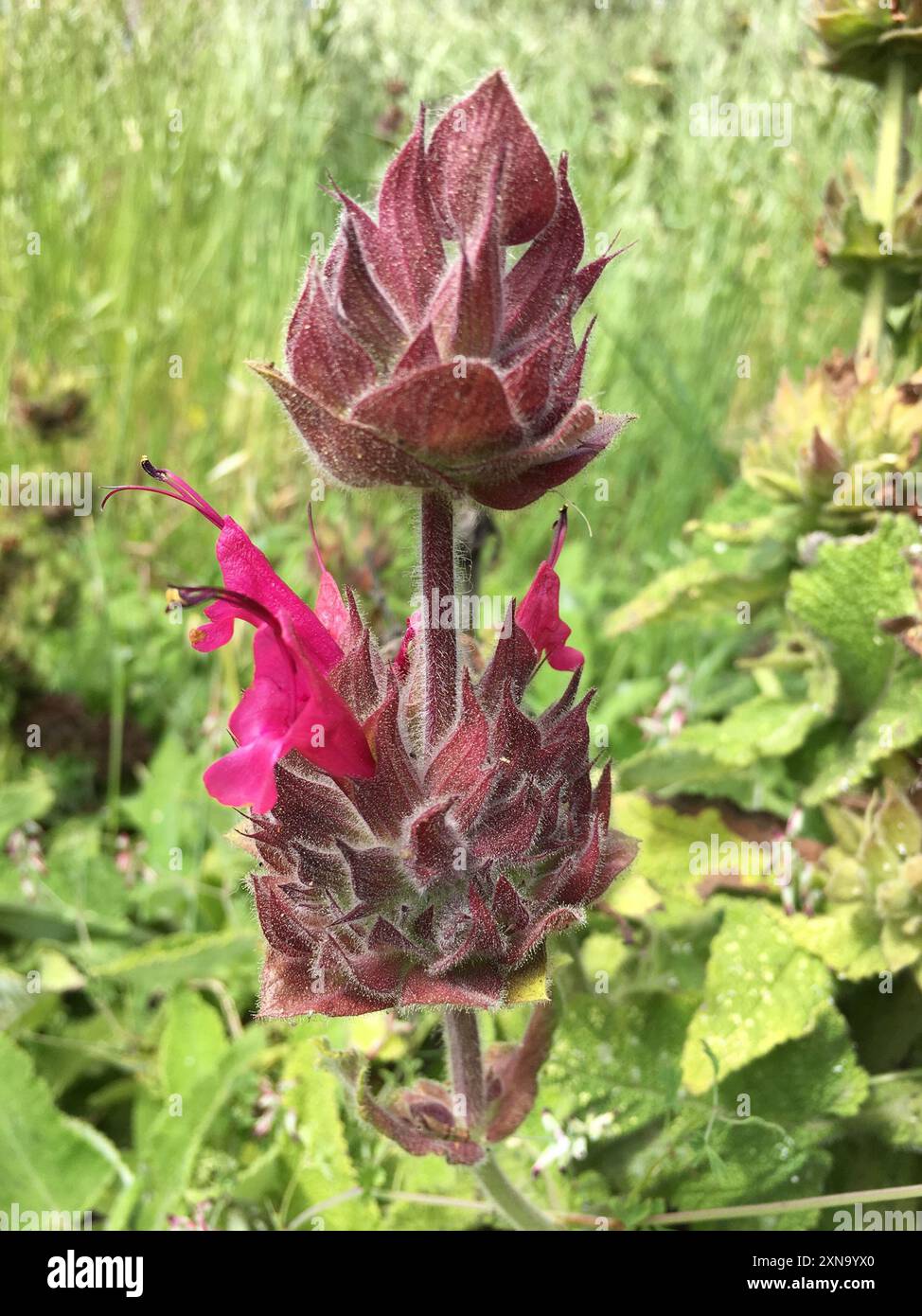 Hummingbird Sage (Salvia spathacea) Plantae Stock Photo - Alamy
