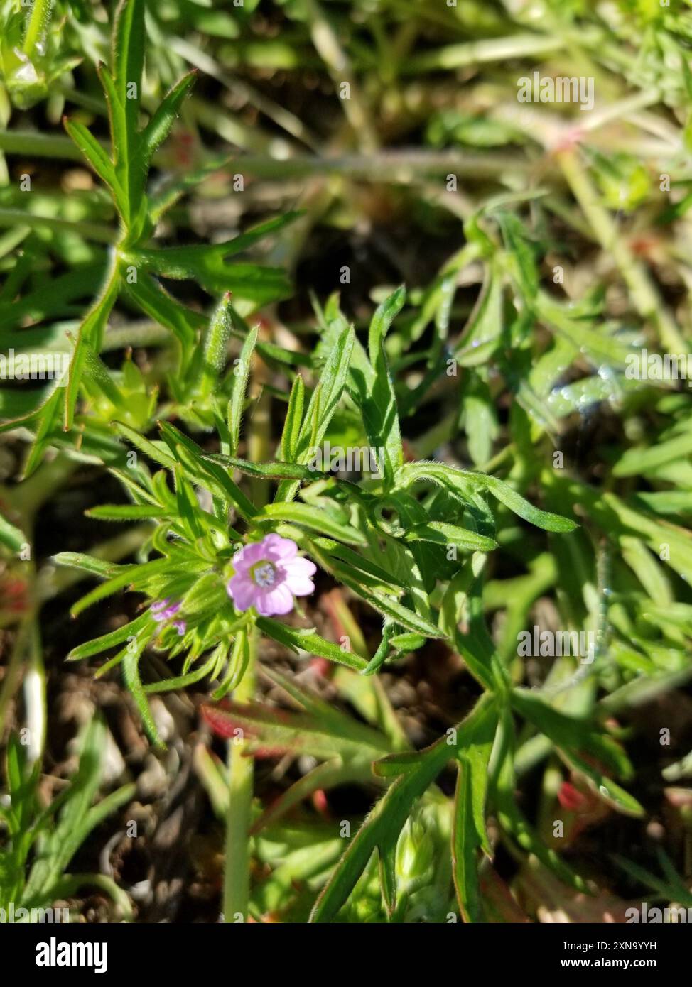Cut-leaved crane's-bill (Geranium dissectum) Plantae Stock Photo - Alamy