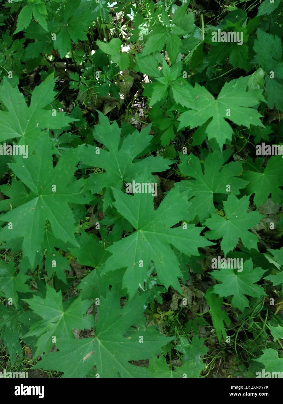 Broad-leaf Waterleaf (Hydrophyllum canadense) Plantae Stock Photo - Alamy
