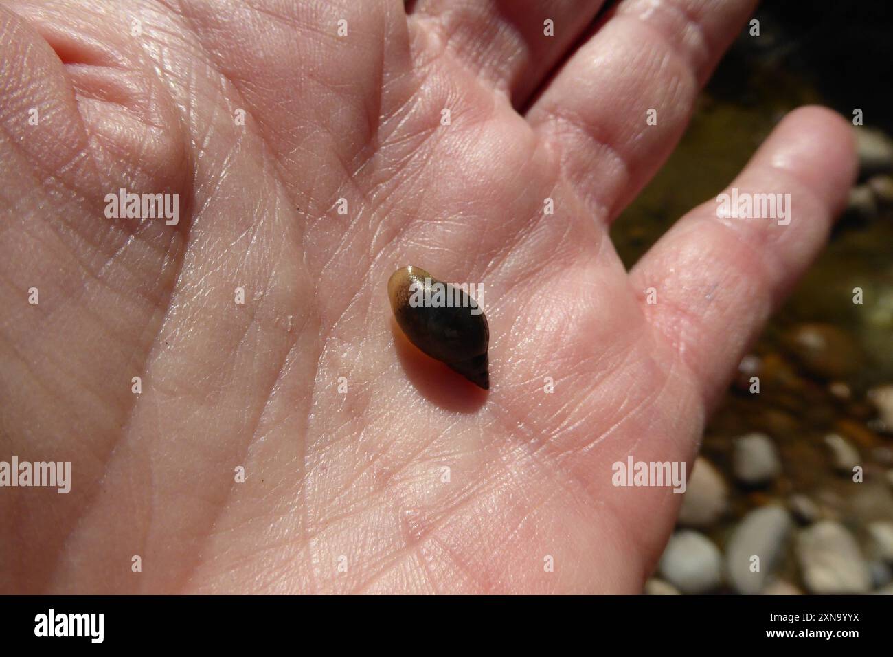 Physidae snails hi-res stock photography and images - Alamy