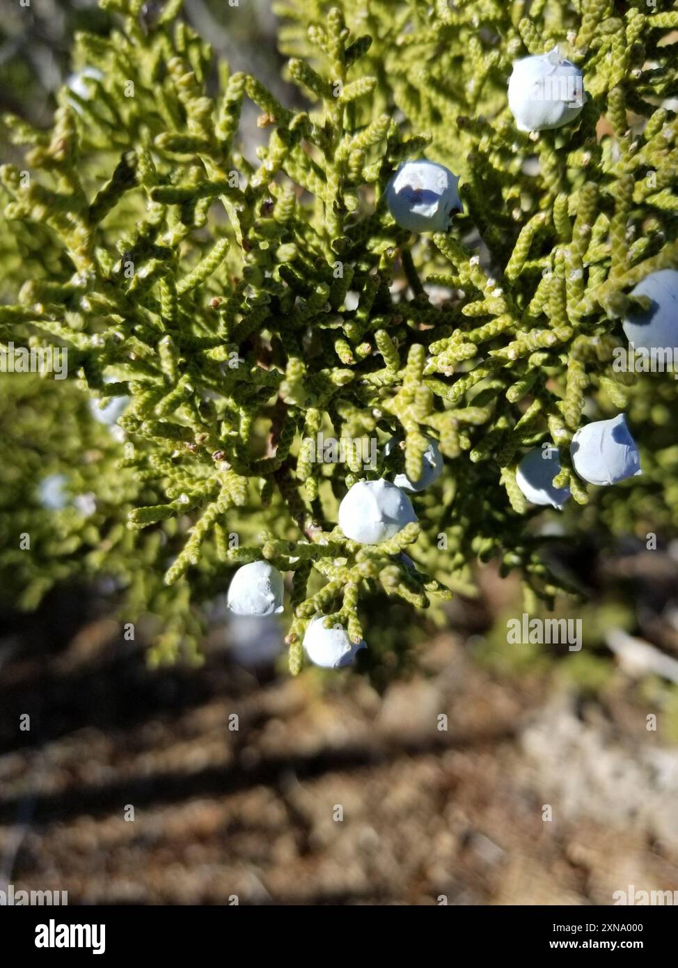 California juniper (Juniperus californica) Plantae Stock Photo - Alamy