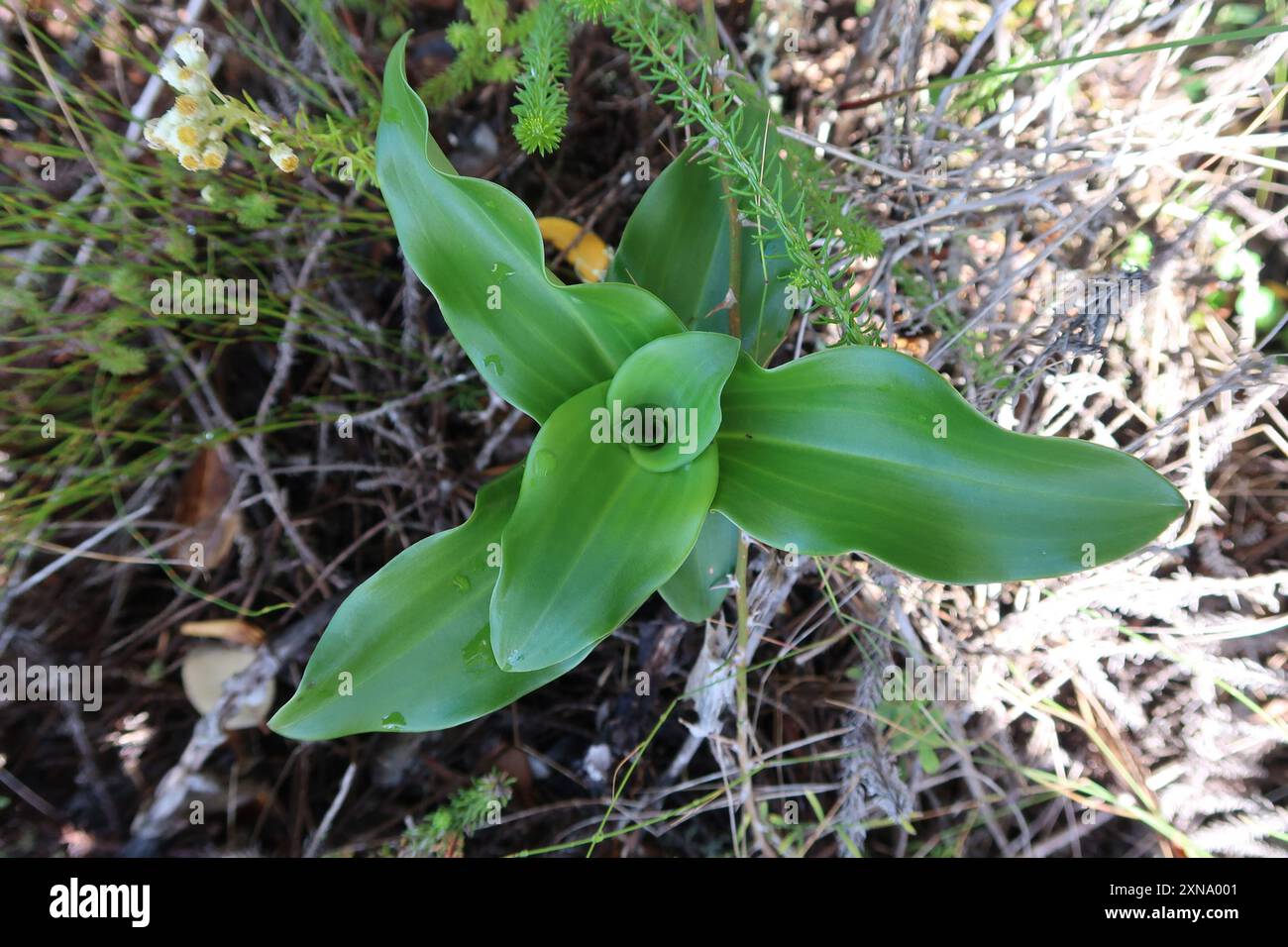 Green Woodorchid (Bonatea speciosa) Plantae Stock Photo - Alamy