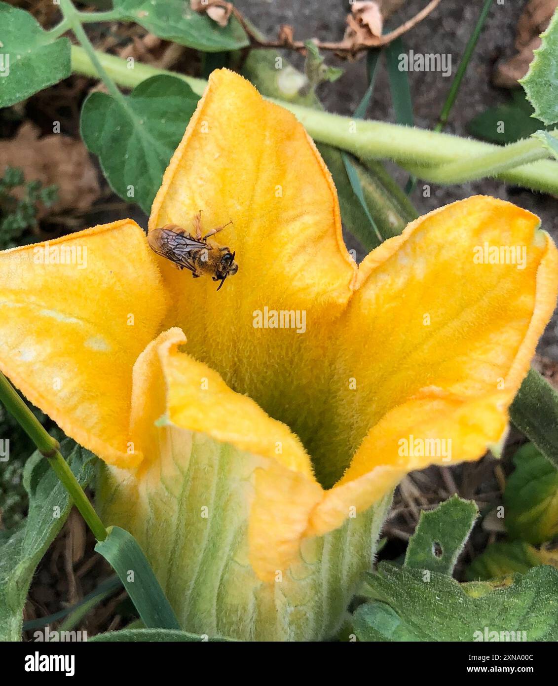 Pruinose Squash Bee (Peponapis pruinosa) Insecta Stock Photo - Alamy