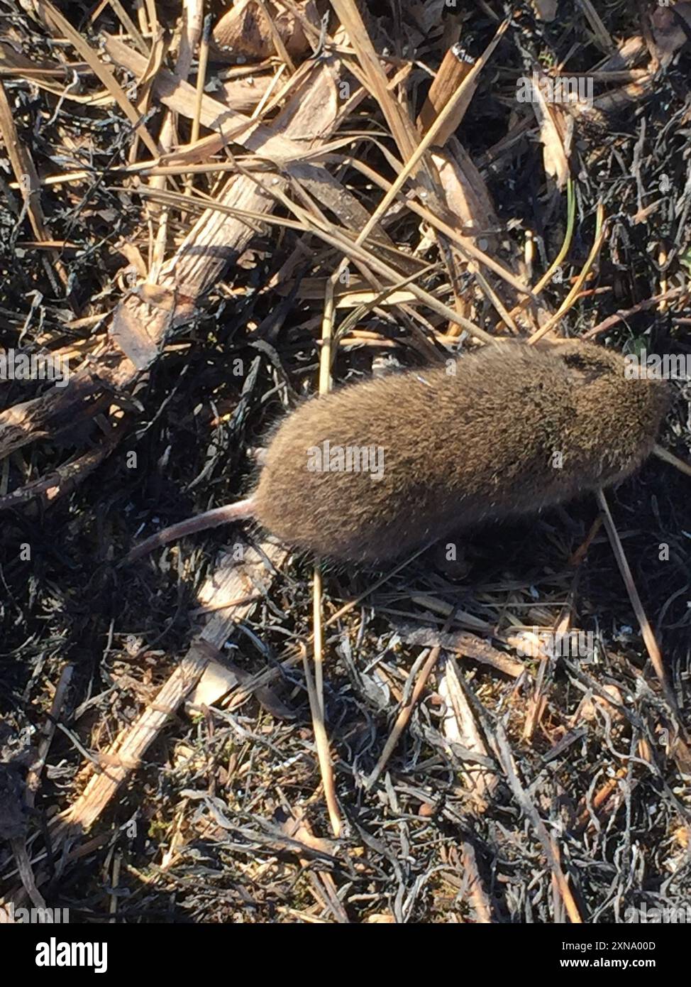 Voles, Lemmings, and Muskrats (Arvicolinae) Mammalia Stock Photo - Alamy