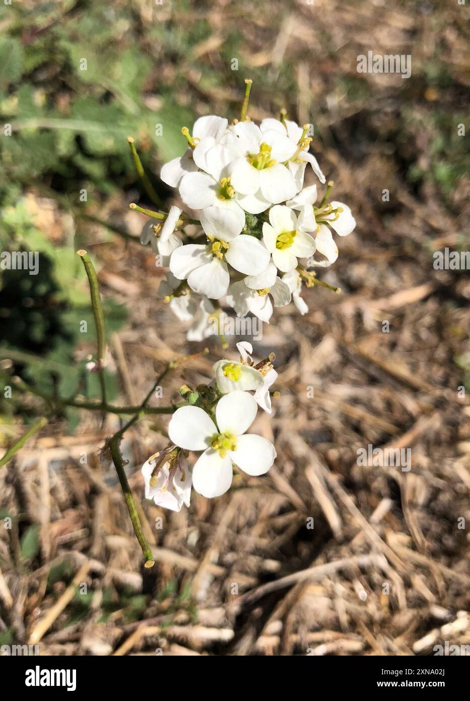 White Wall-rocket (Diplotaxis erucoides) Plantae Stock Photo - Alamy