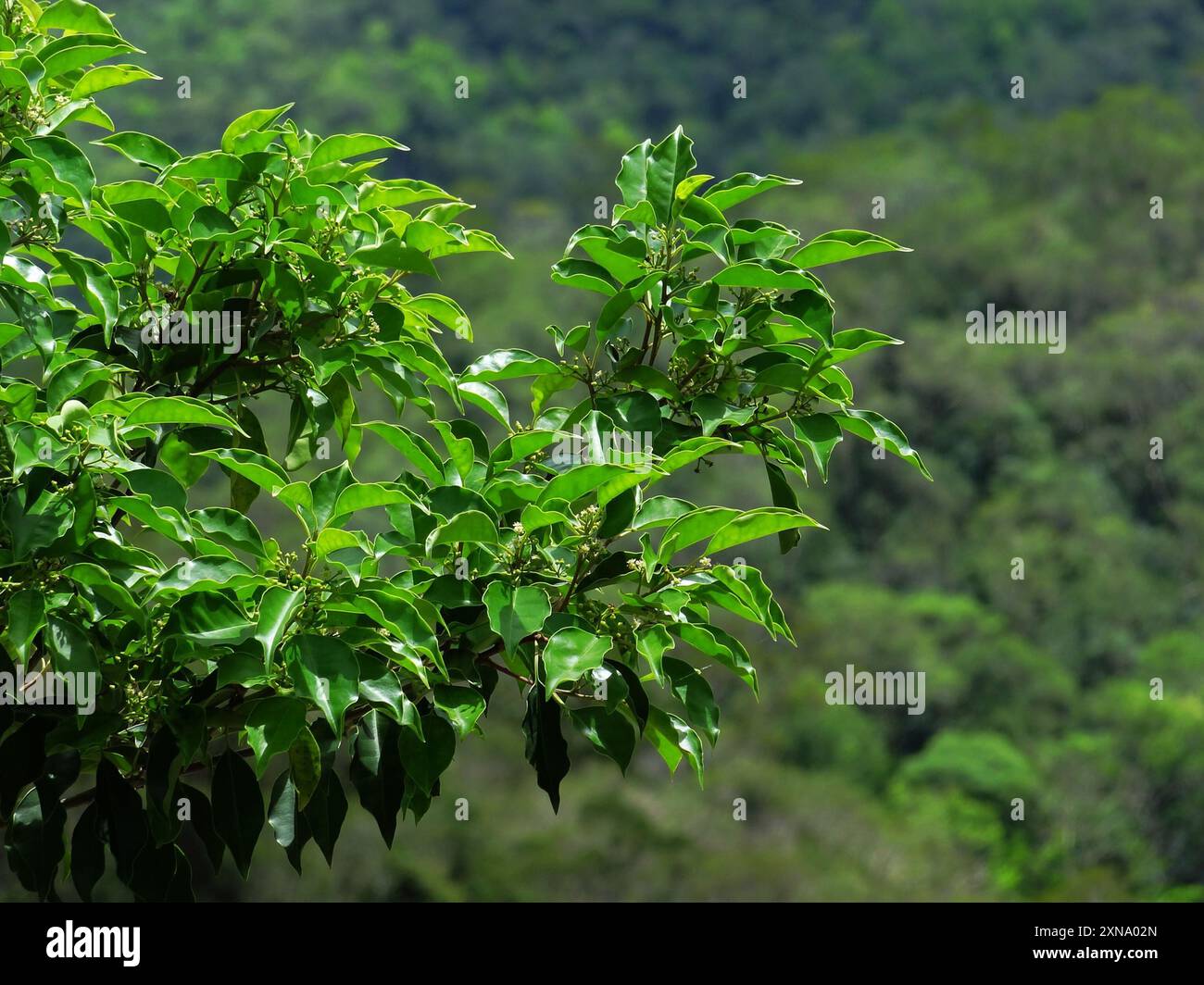 Kurogane holly (Ilex rotunda) Plantae Stock Photo - Alamy