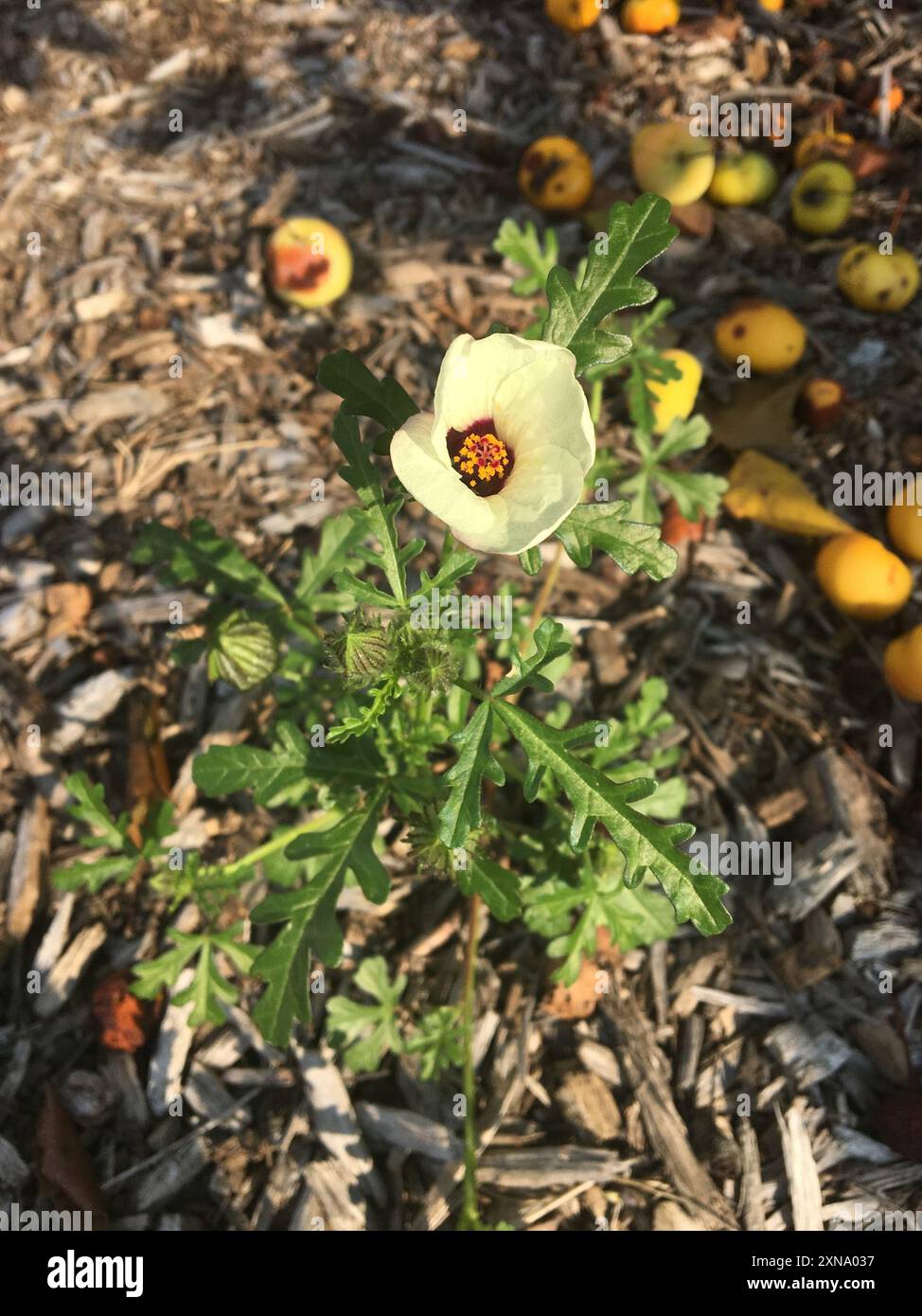 flower-of-an-hour (Hibiscus trionum) Plantae Stock Photo - Alamy